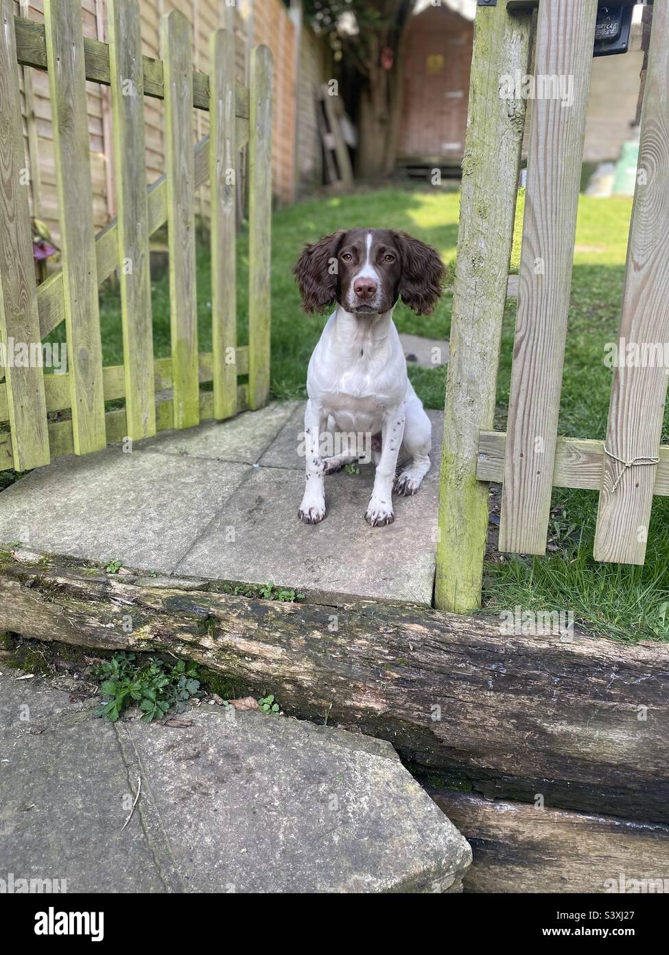 Walking puppy spaniel hi-res stock photography and images - Alamy