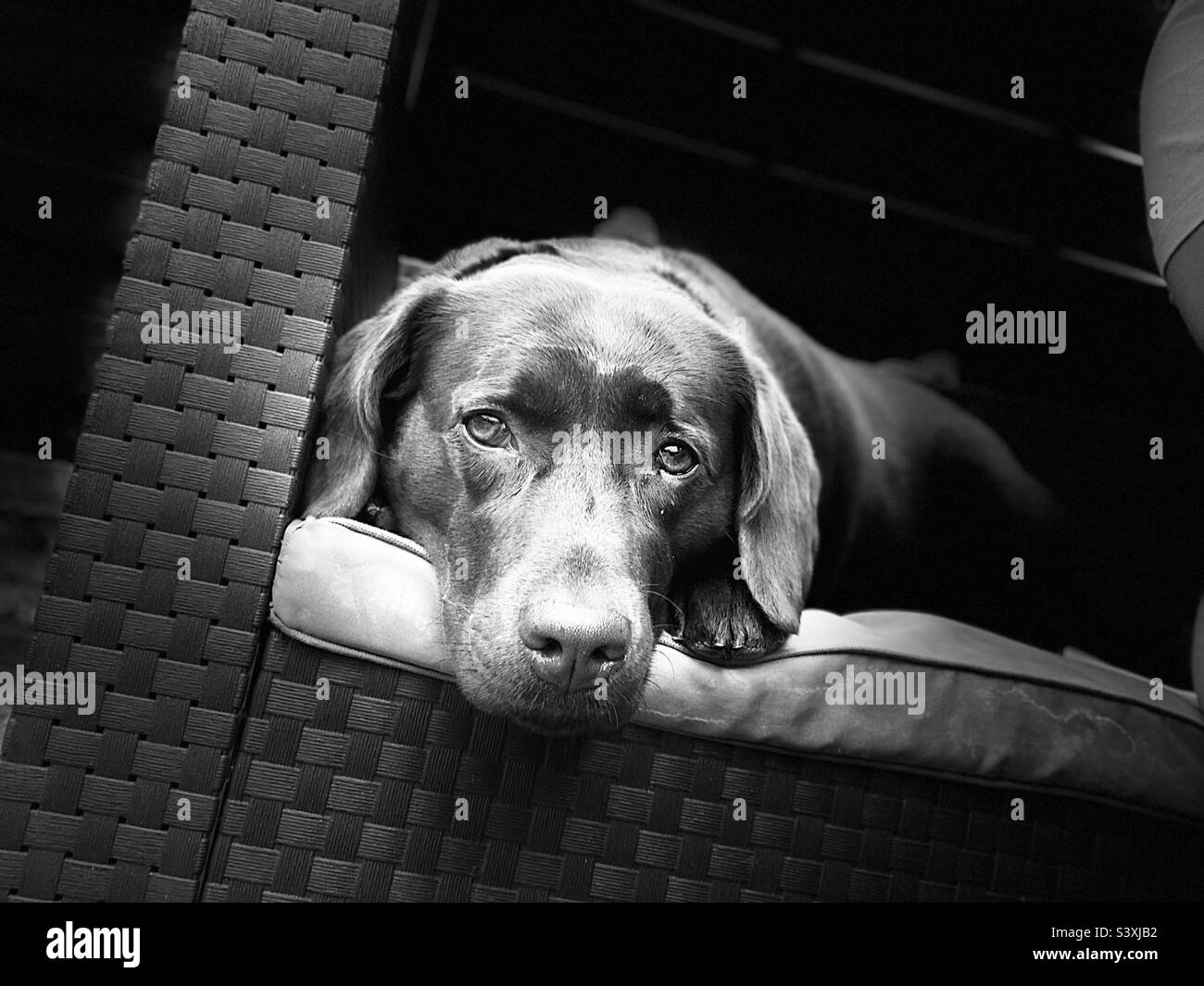 Relaxed labrador hi-res stock photography and images - Alamy