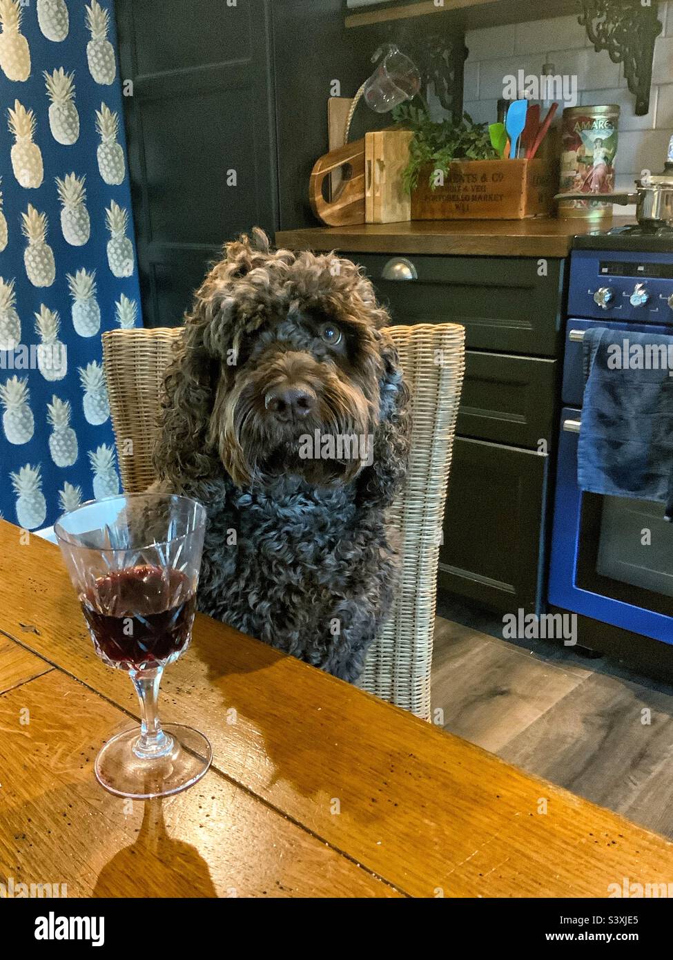 Dog by table hi-res stock photography and images - Alamy