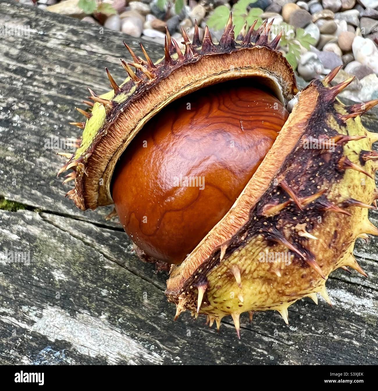 Conker in shell hi-res stock photography and images - Alamy