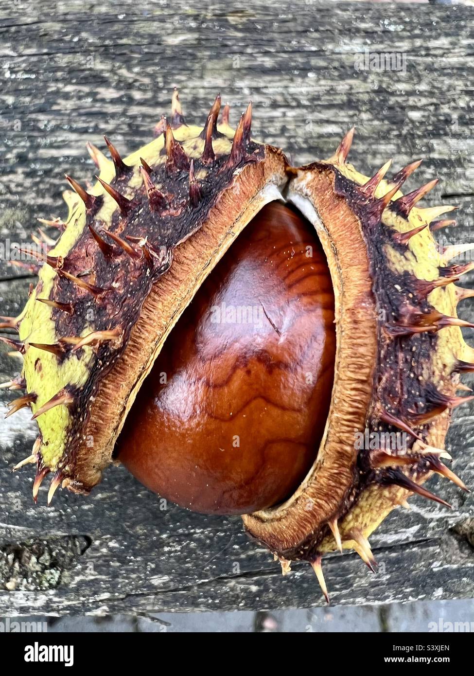 Horse chestnut case hi-res stock photography and images - Alamy