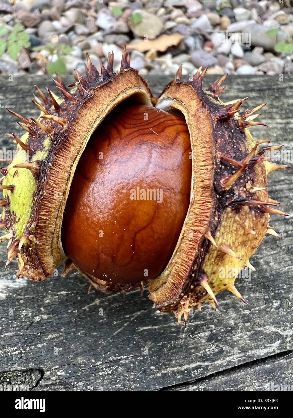 Spikey shell hi-res stock photography and images - Alamy