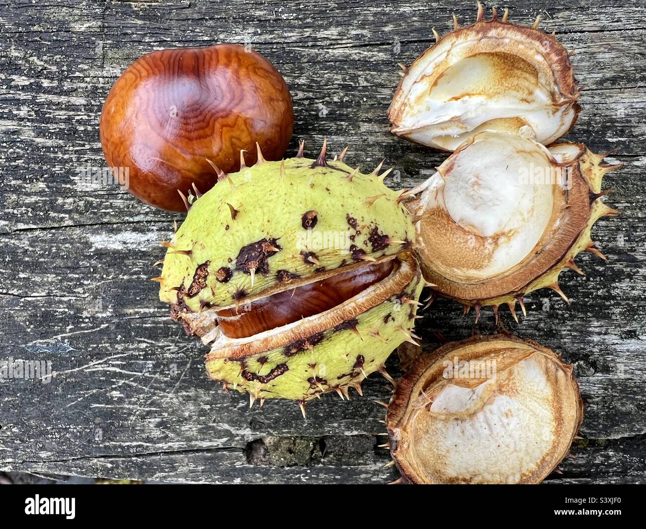 Collection of Horse Chestnuts in and with shells Stock Photo - Alamy