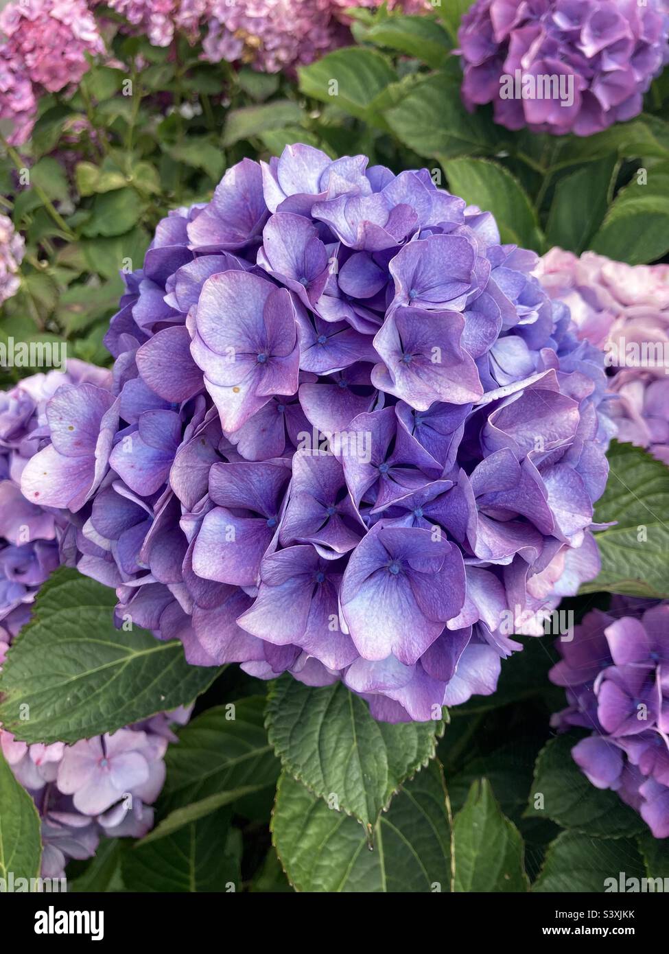 Purple hydrangeas hi-res stock photography and images - Alamy