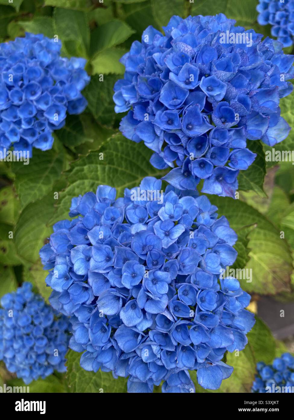 Vivid blue hydrangeas Stock Photo - Alamy