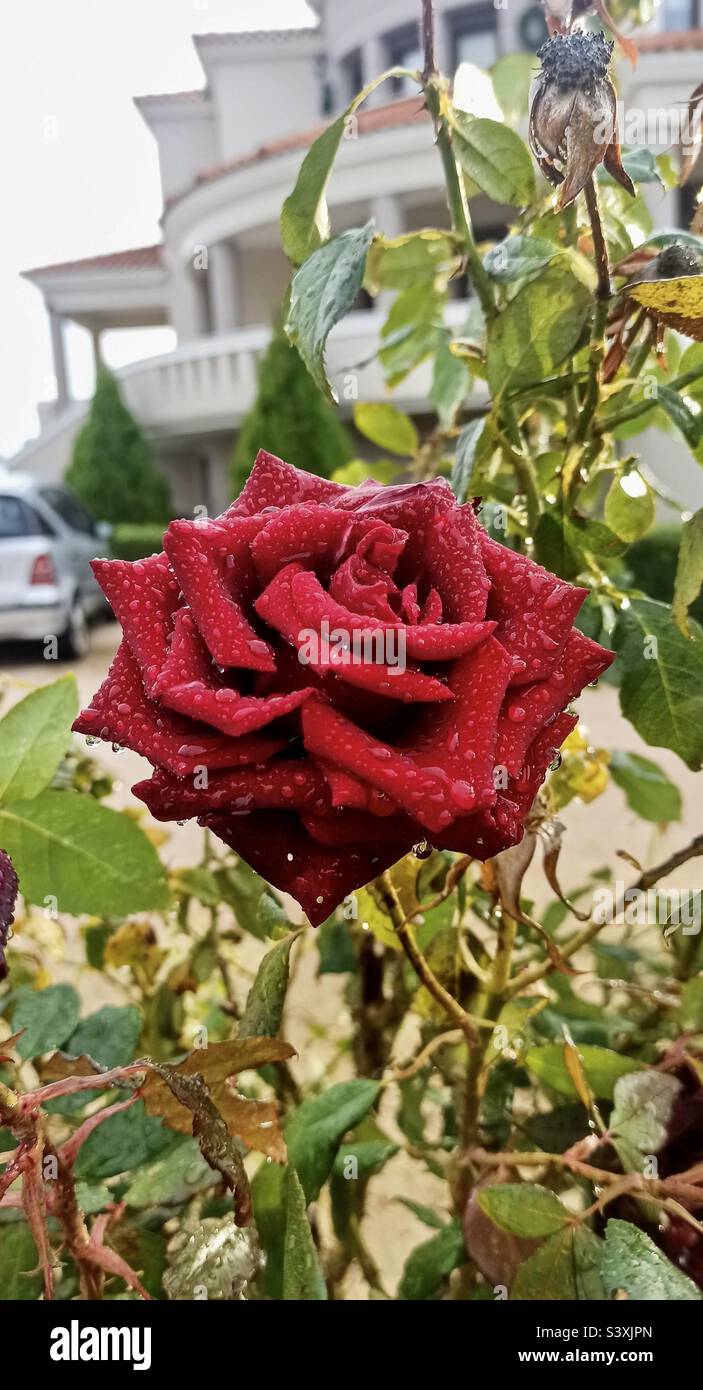 Roses nature hi-res stock photography and images - Alamy