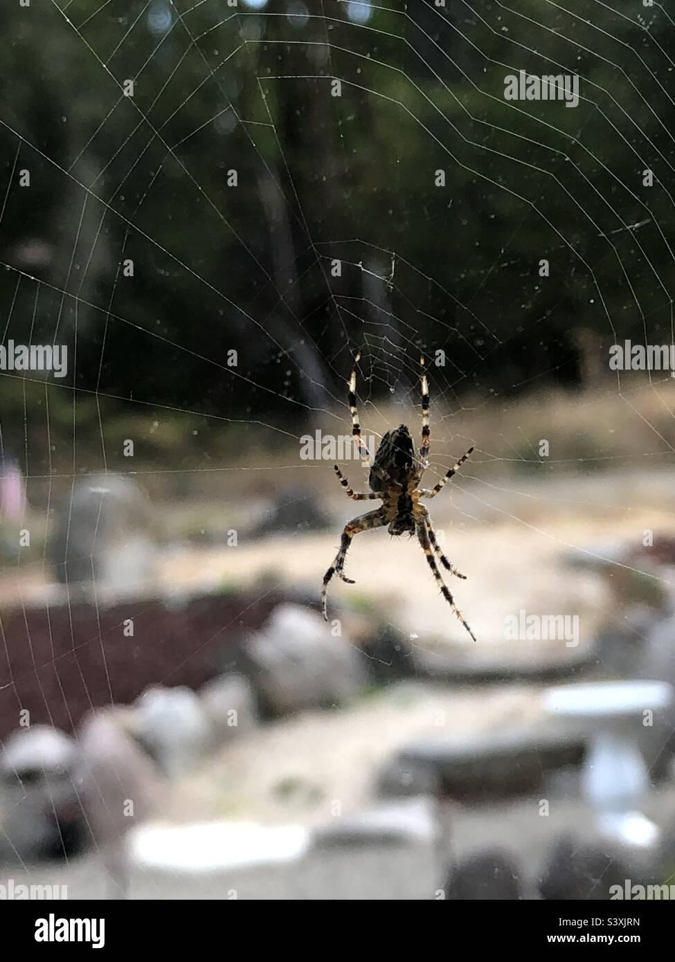 Spider glass hi-res stock photography and images - Alamy