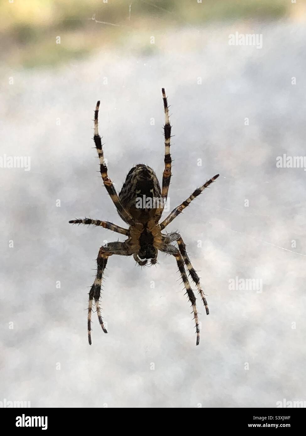 Spider outside a window. Closeup Stock Photo - Alamy