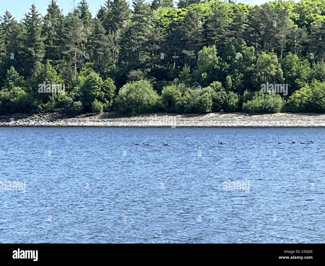 Beautiful tree lined reservoir Stock Photo - Alamy