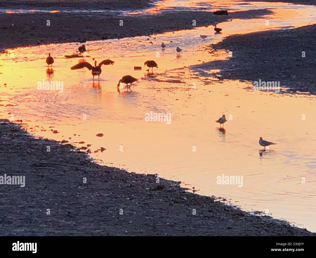 Birds plays at low tide ocean at sunset Stock Photo - Alamy
