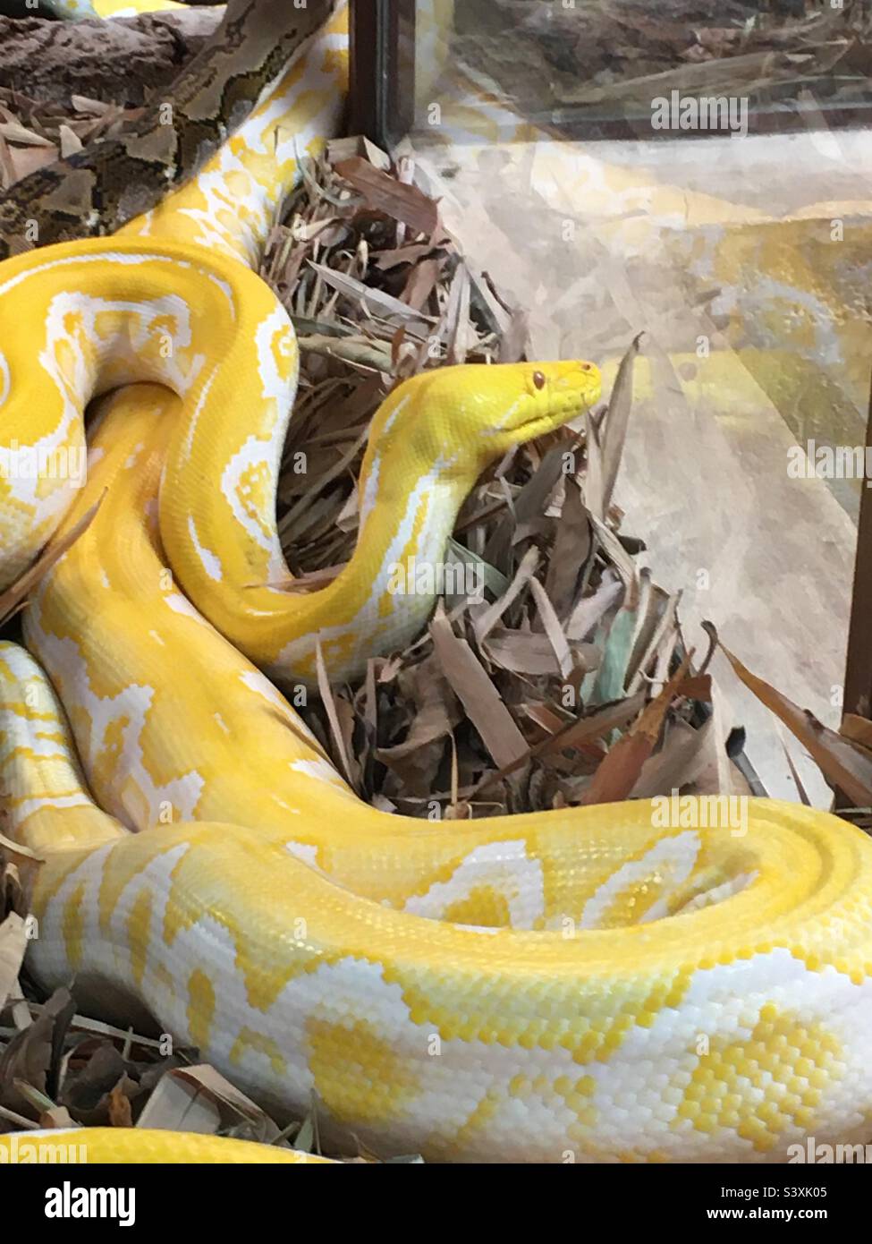 Albino schlange hi-res stock photography and images - Alamy