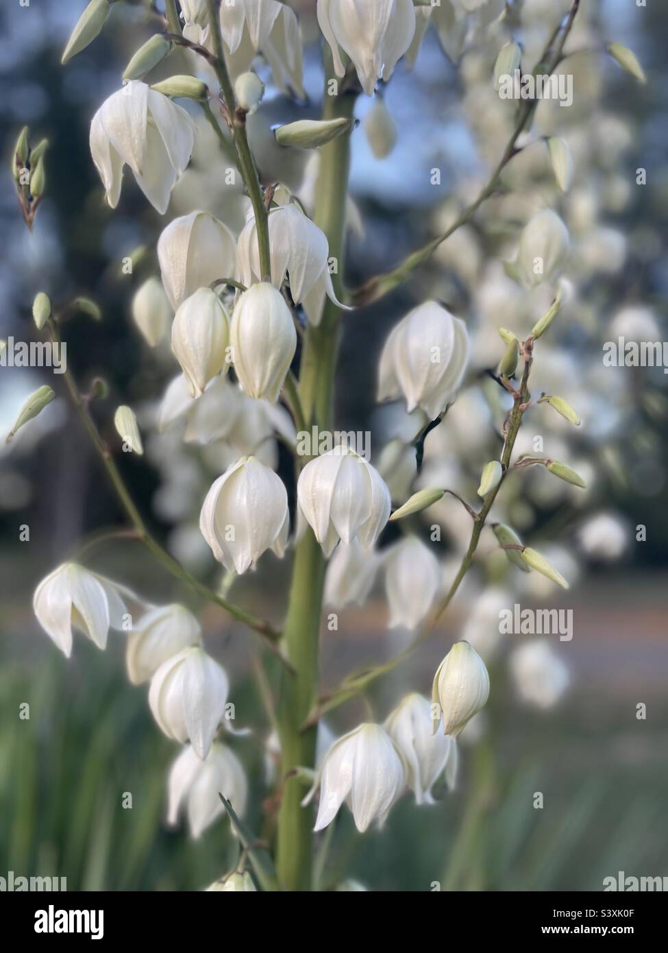 Native southwest flower hi-res stock photography and images - Alamy