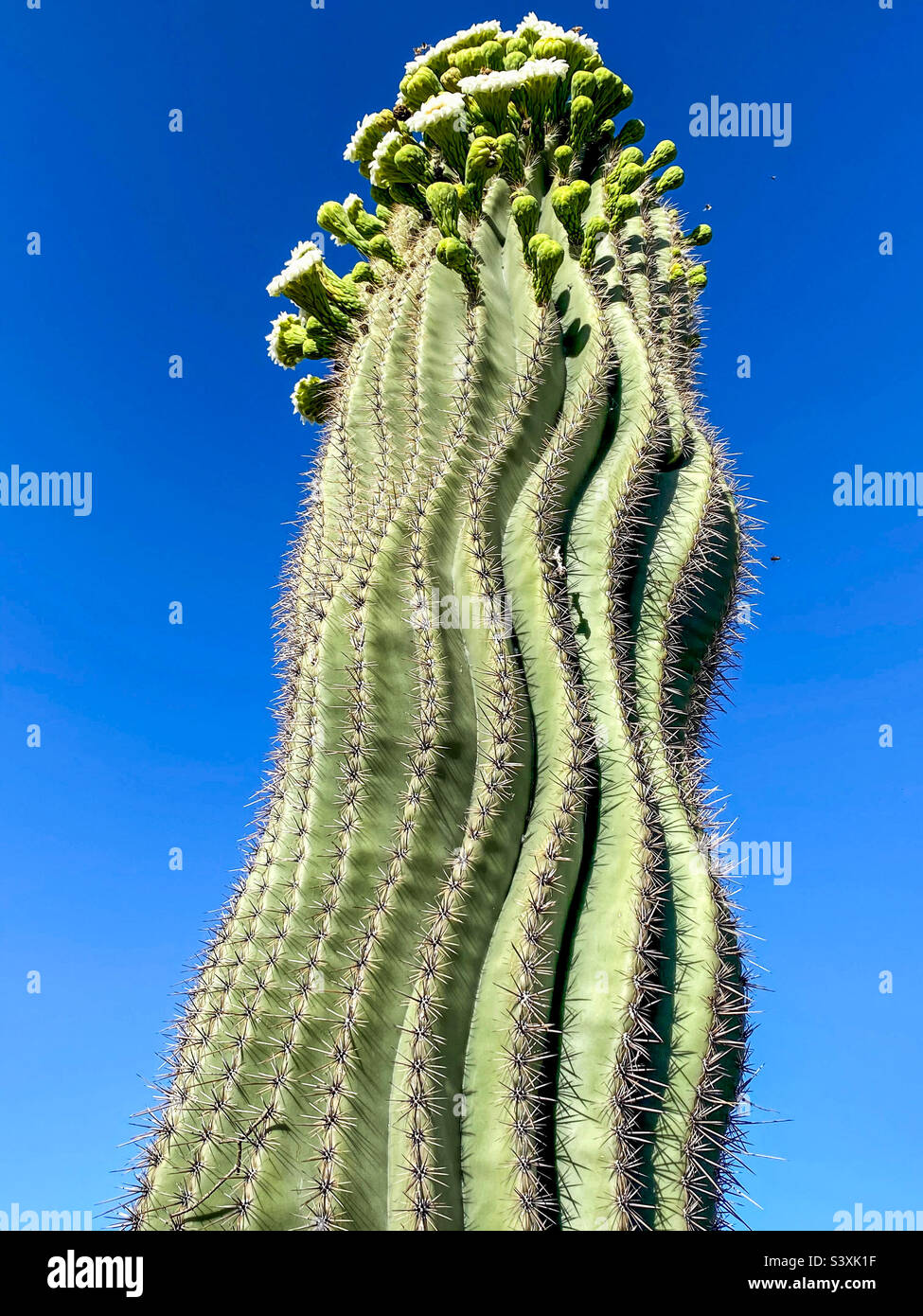 A wavy saguaro cactus in bloom Stock Photo - Alamy