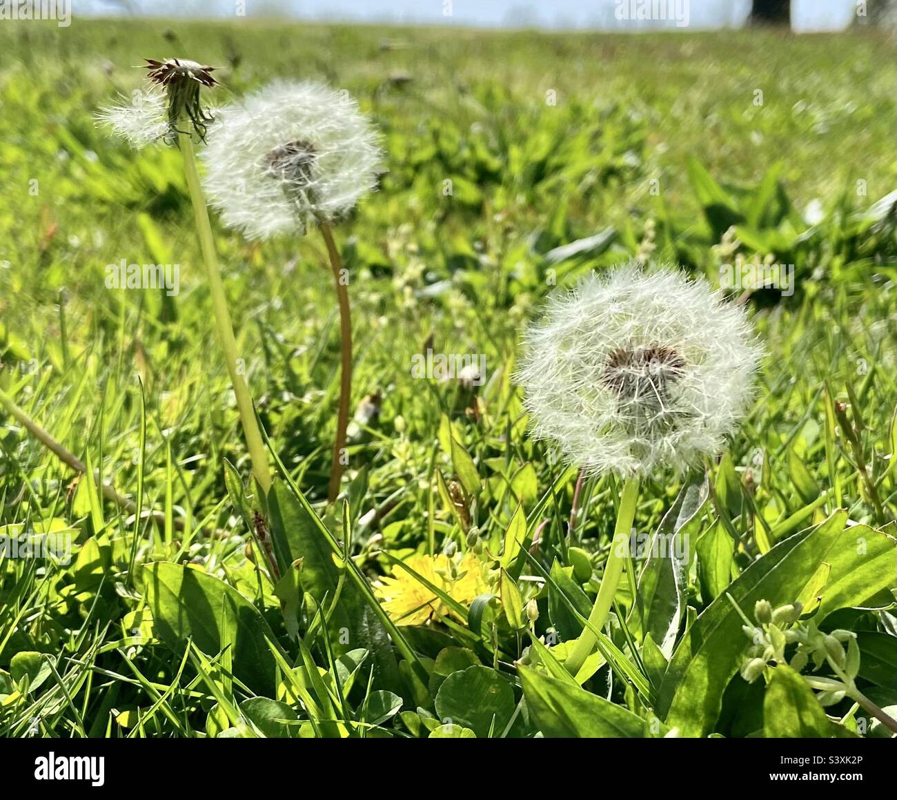 Seed fluffs hi-res stock photography and images - Alamy