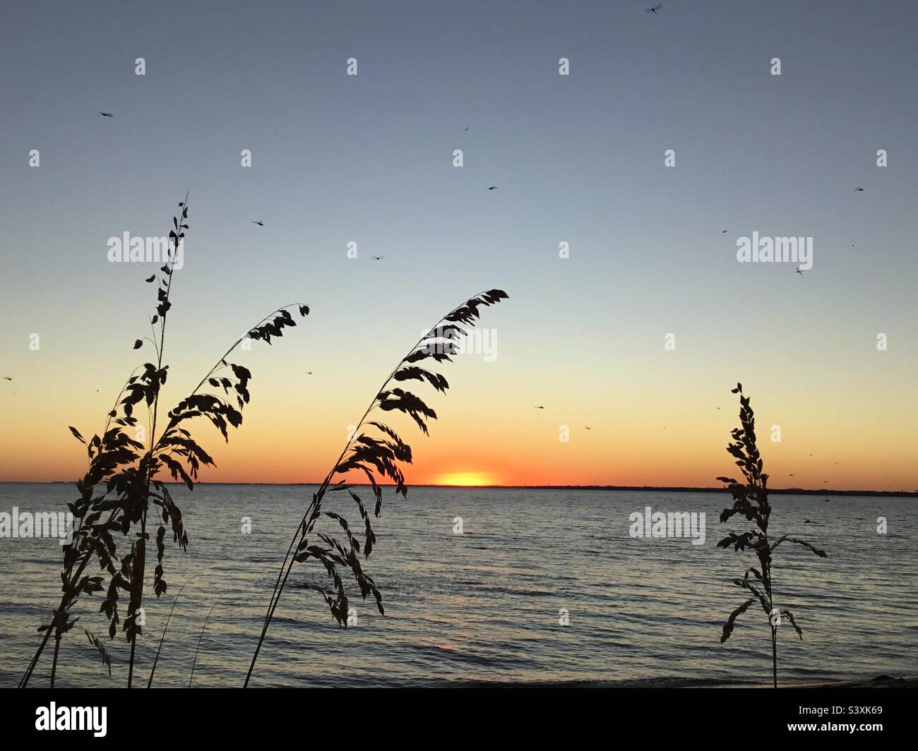 Sunset and sea oats at the golden hour Stock Photo - Alamy