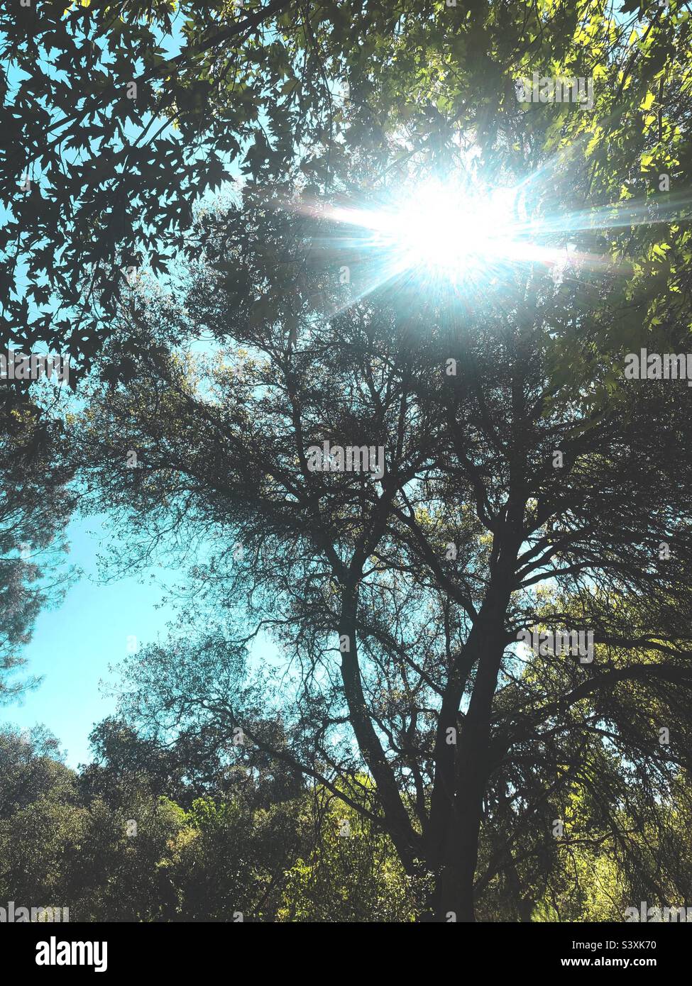 Sunlight beaming through the branches of a large oak tree Stock Photo ...