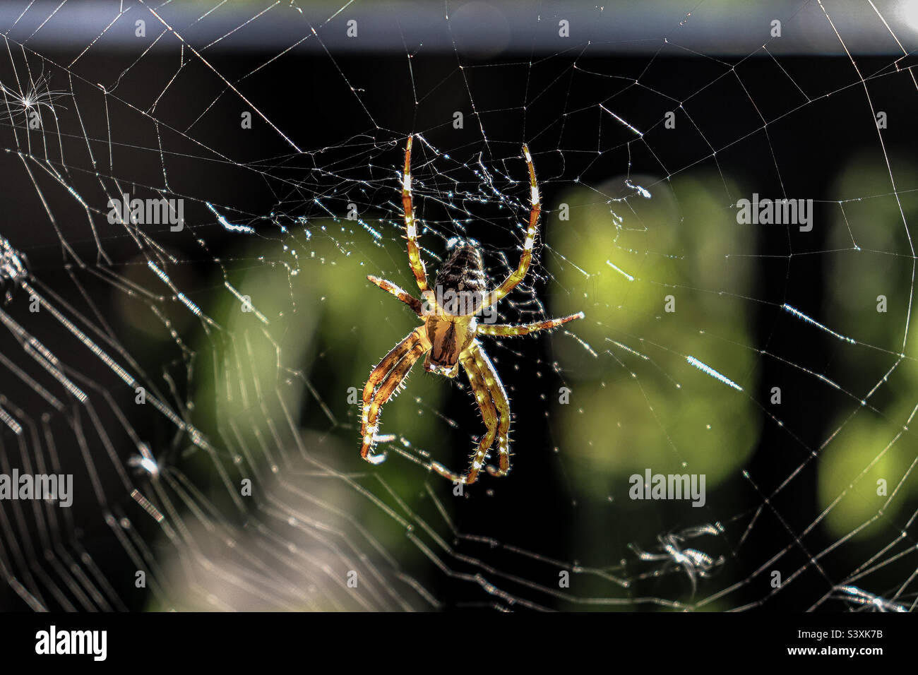 Wallpaper spider hi-res stock photography and images - Alamy