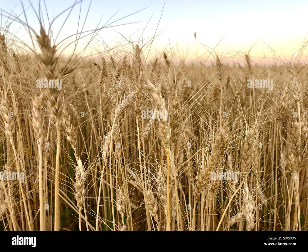 Grano hi-res stock photography and images - Alamy