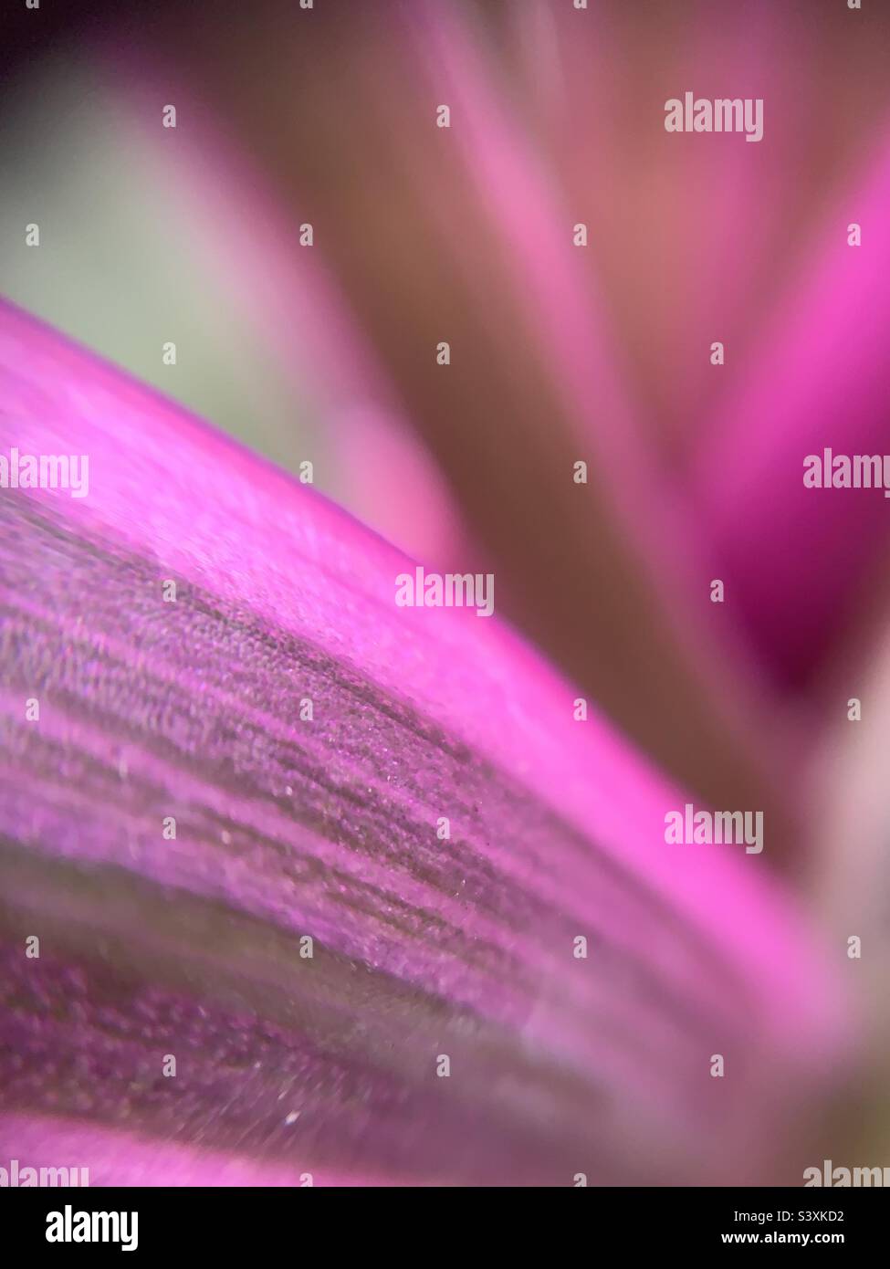 Rhoeo rhoeo hi-res stock photography and images - Alamy