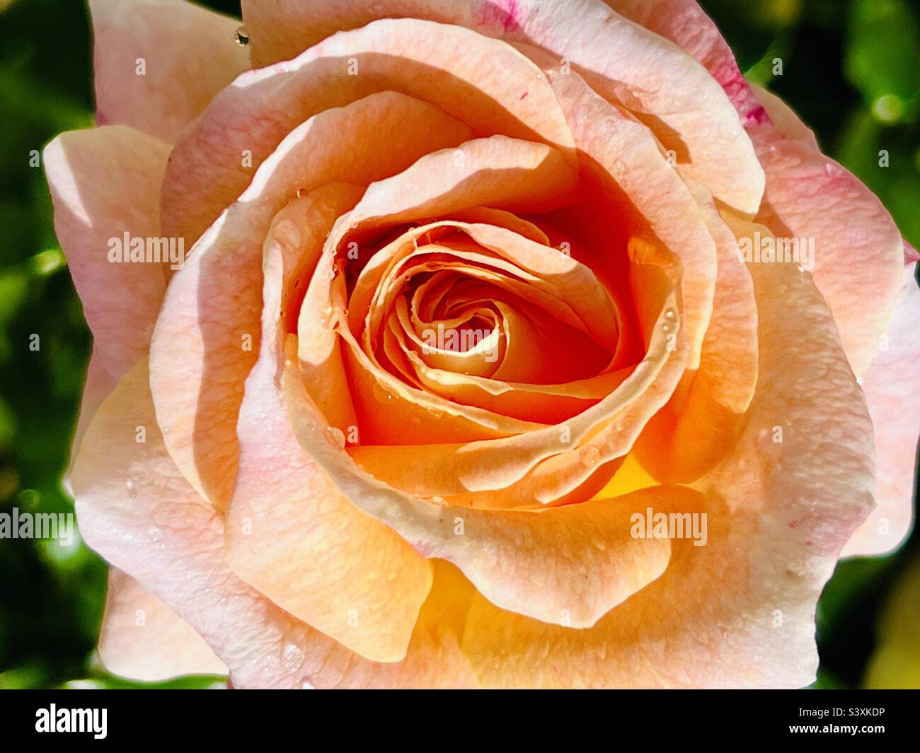 Orange and pink sunset hi-res stock photography and images - Alamy