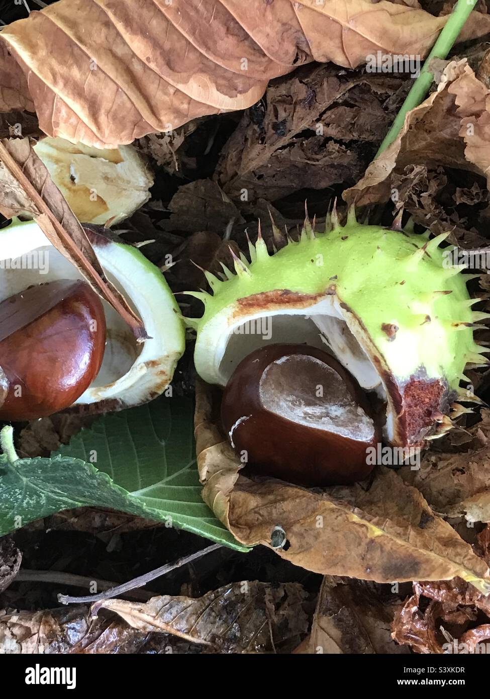 Conkers horse chestnut leaves in hi-res stock photography and images ...