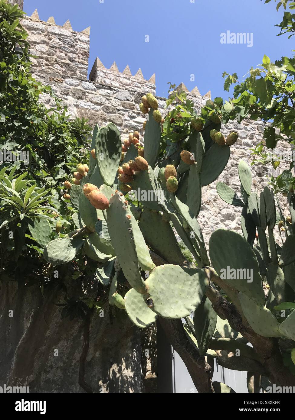 Cactus fig tree hi-res stock photography and images - Alamy