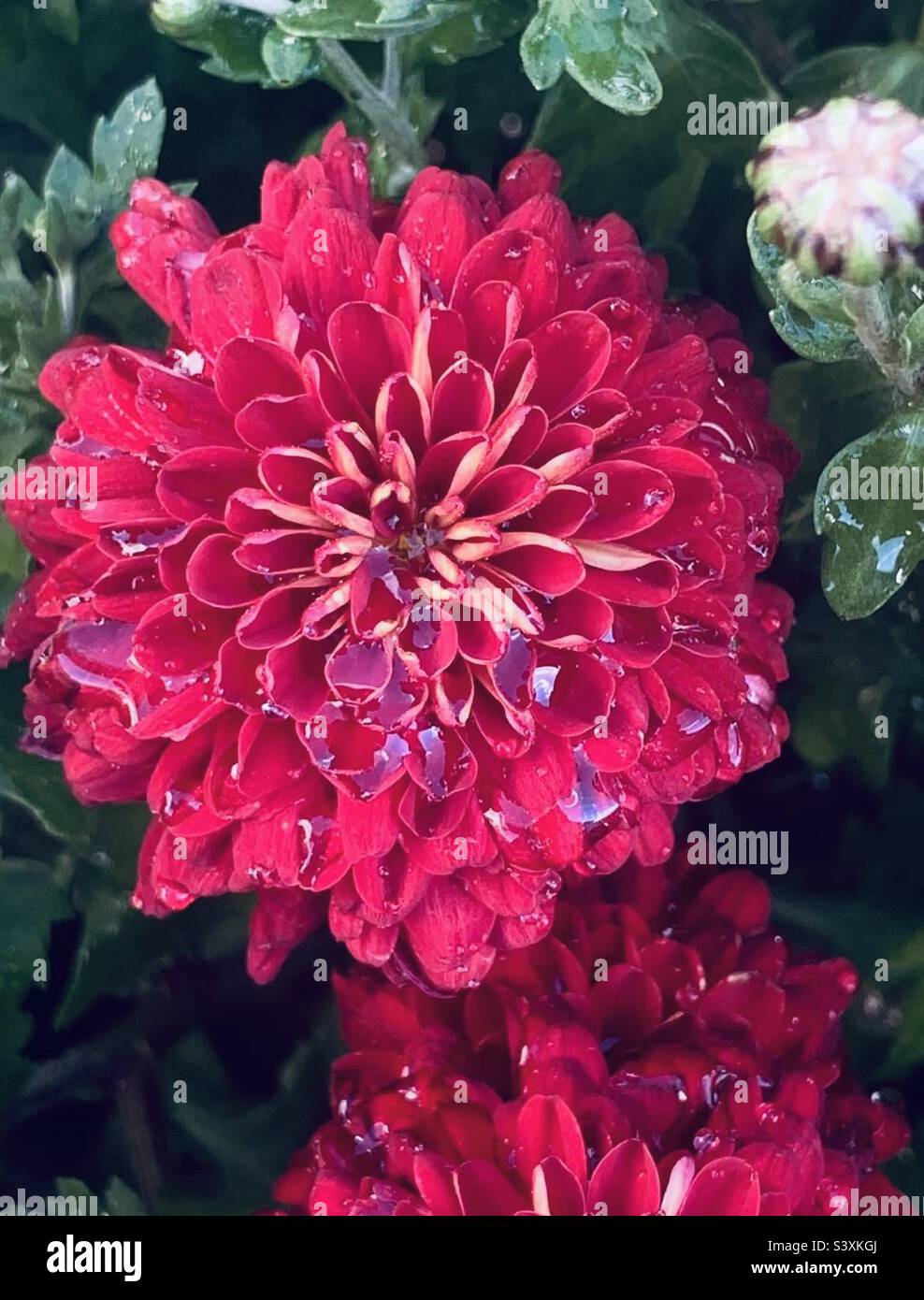 Mum mums hi-res stock photography and images - Alamy