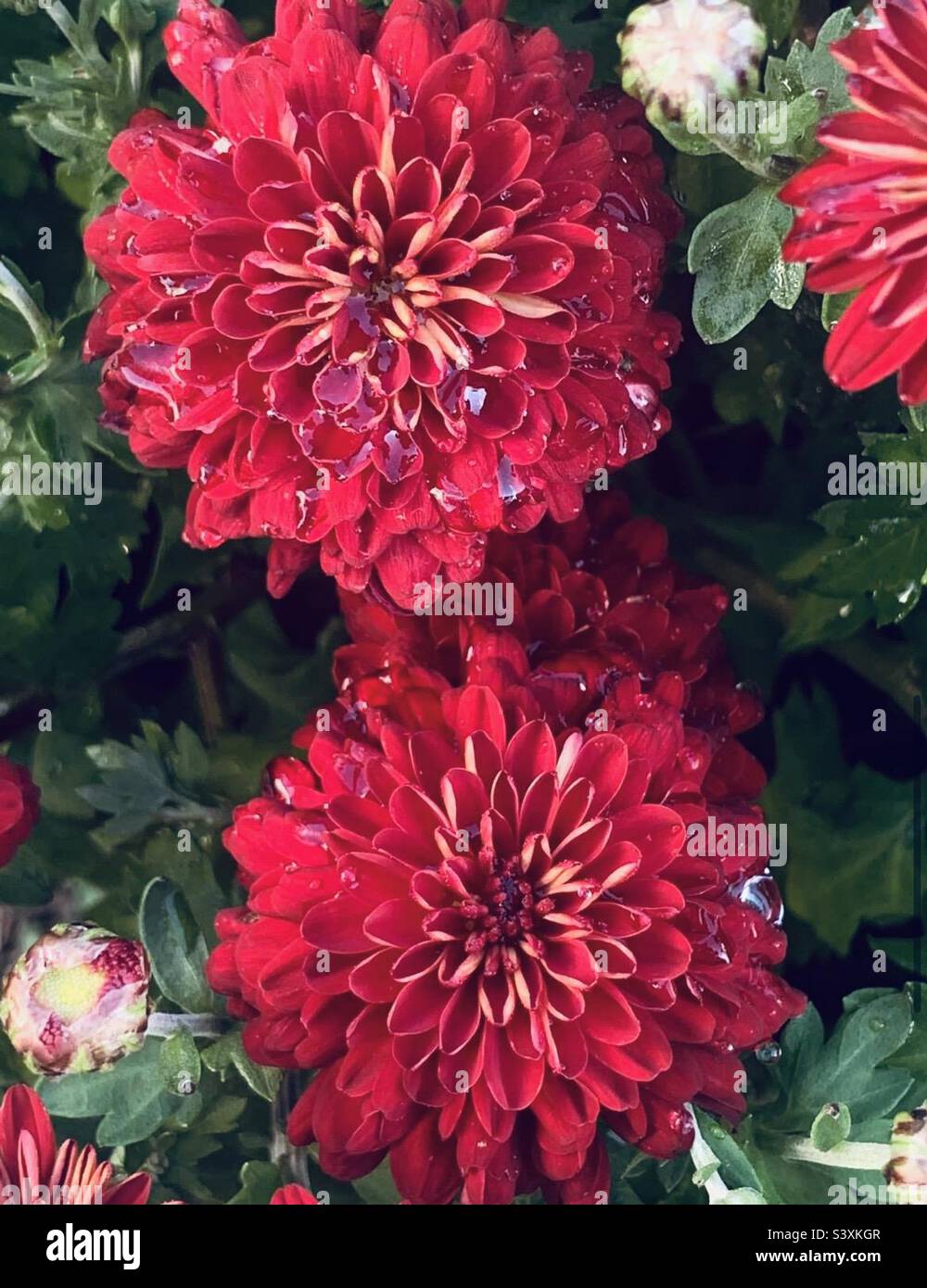 Mums mums hi-res stock photography and images - Alamy