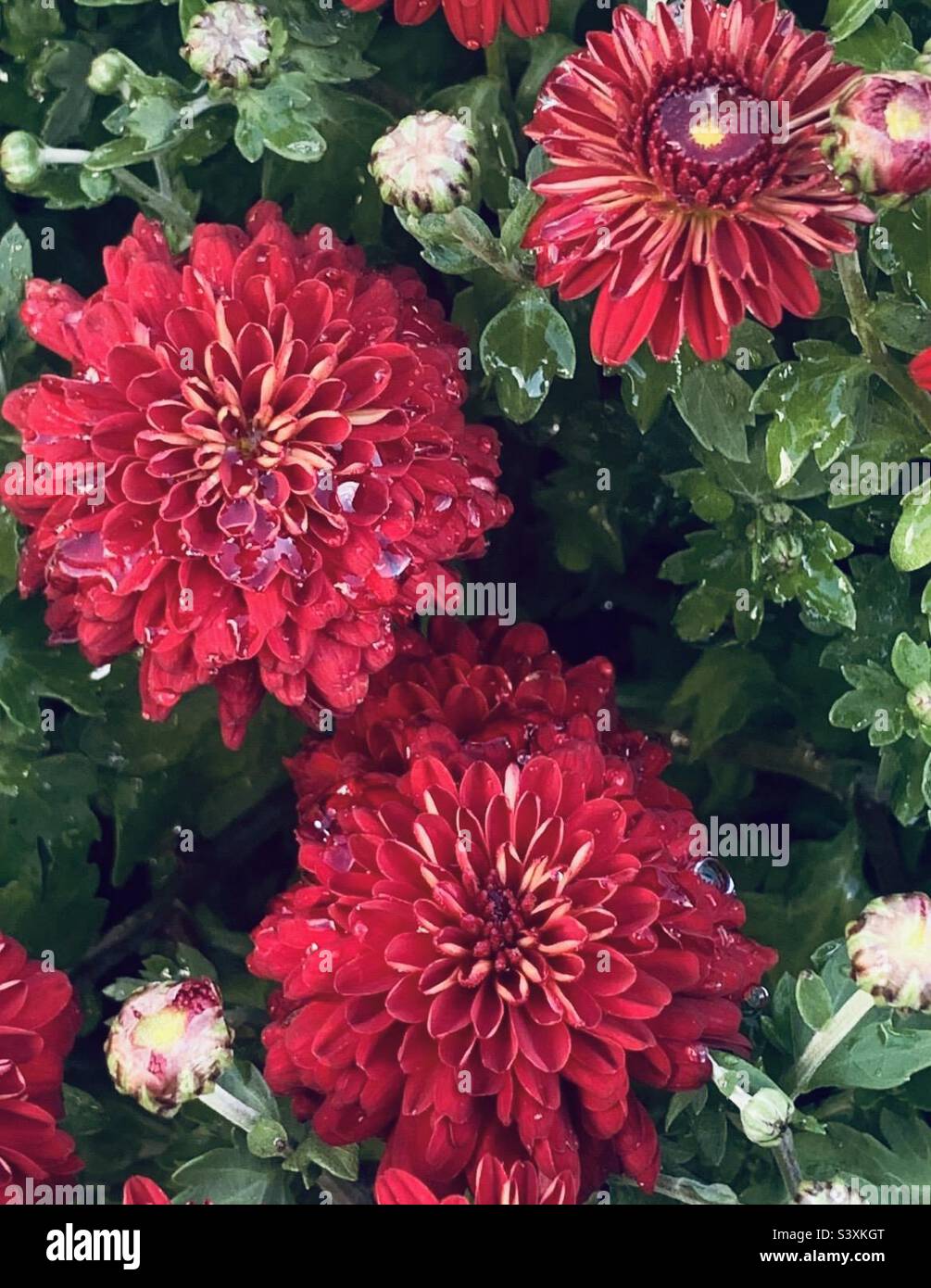Mums mums hi-res stock photography and images - Alamy