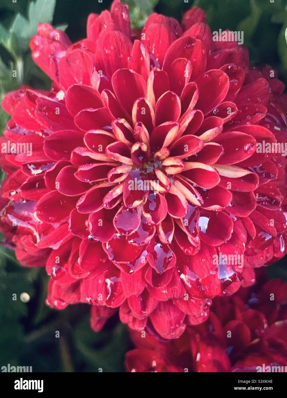Mum flower hi-res stock photography and images - Alamy