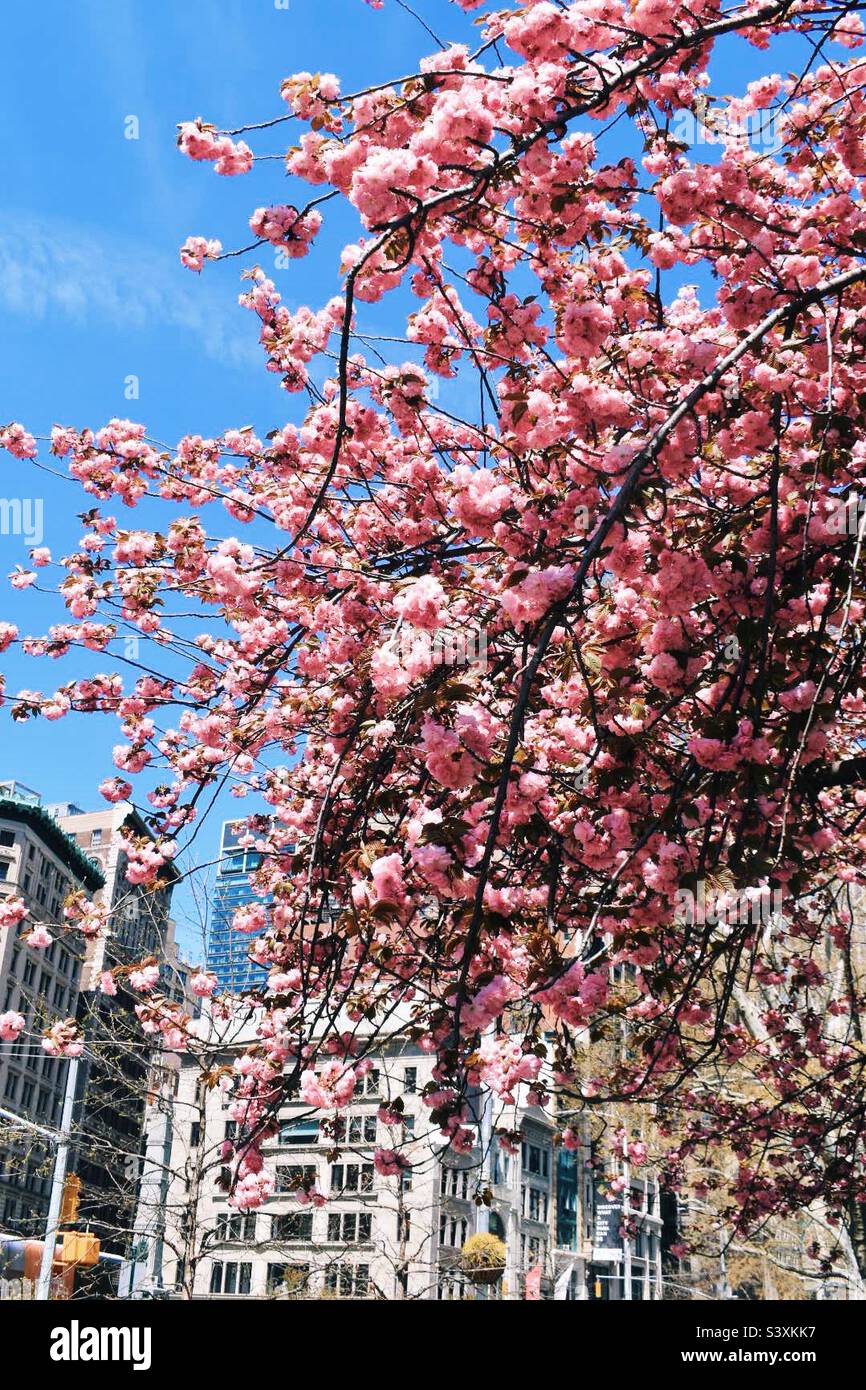 Cherry Blossom in Manhattan Stock Photo - Alamy