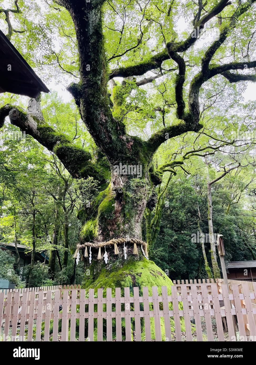 Sacred tree hi-res stock photography and images - Alamy