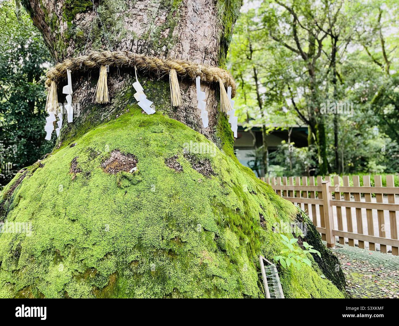 Sacred tree hi-res stock photography and images - Alamy