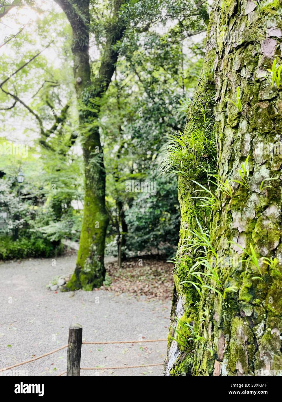 Trees with moss and grasses hi-res stock photography and images - Alamy