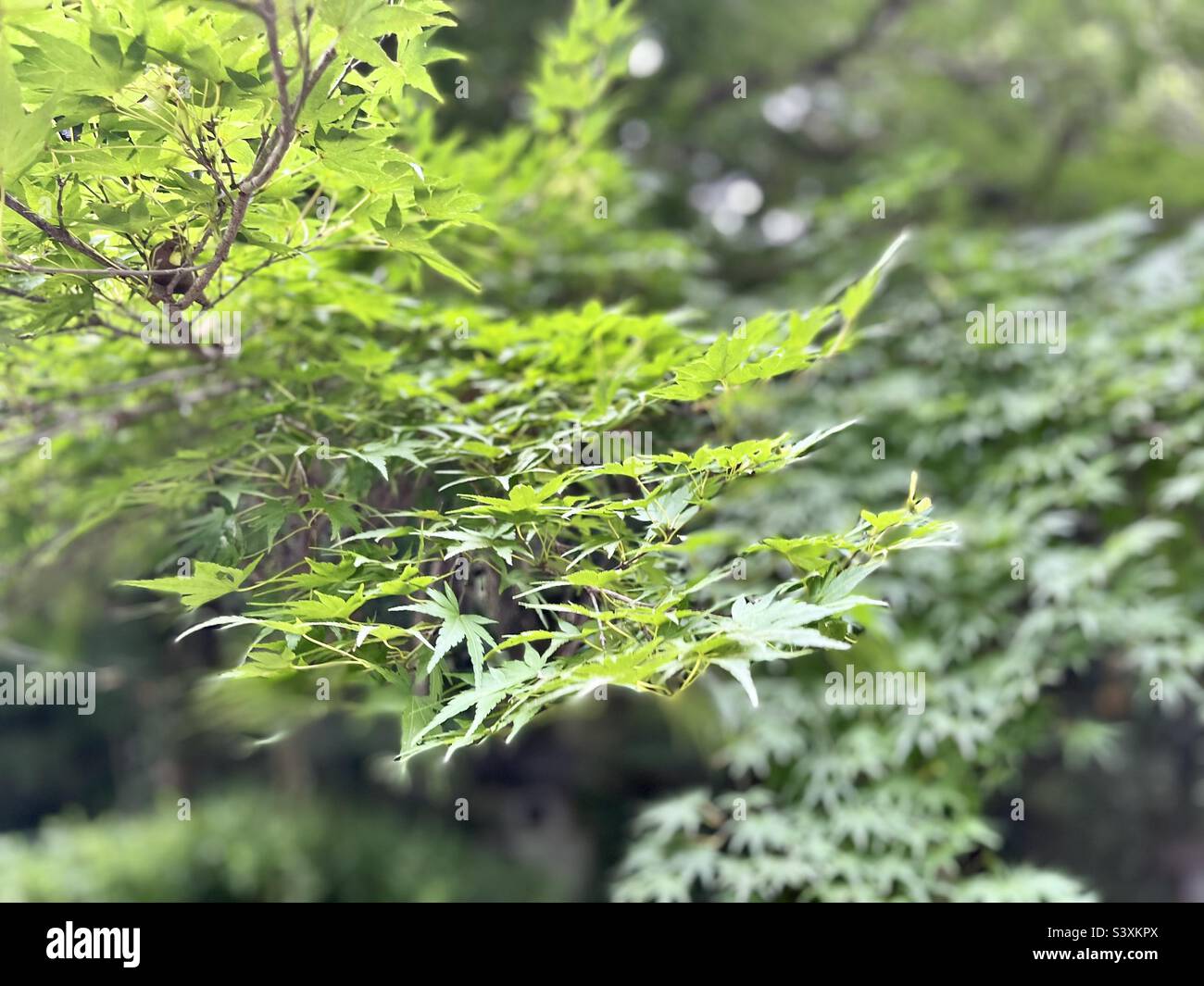 Japanese male tree leafs, Japan Stock Photo - Alamy