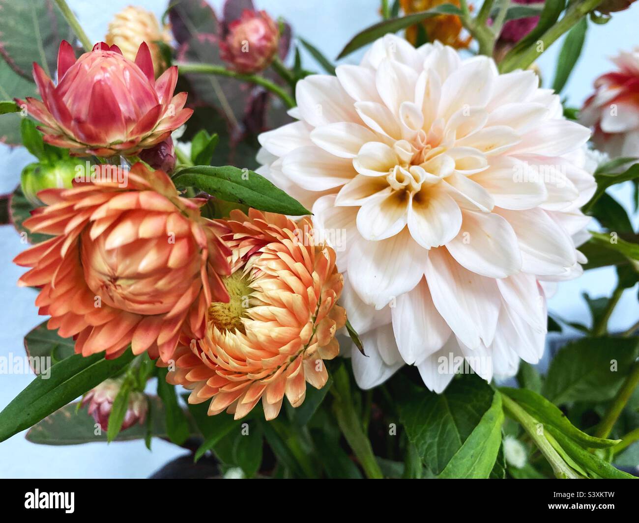 Bouquet dahlias hi-res stock photography and images - Alamy