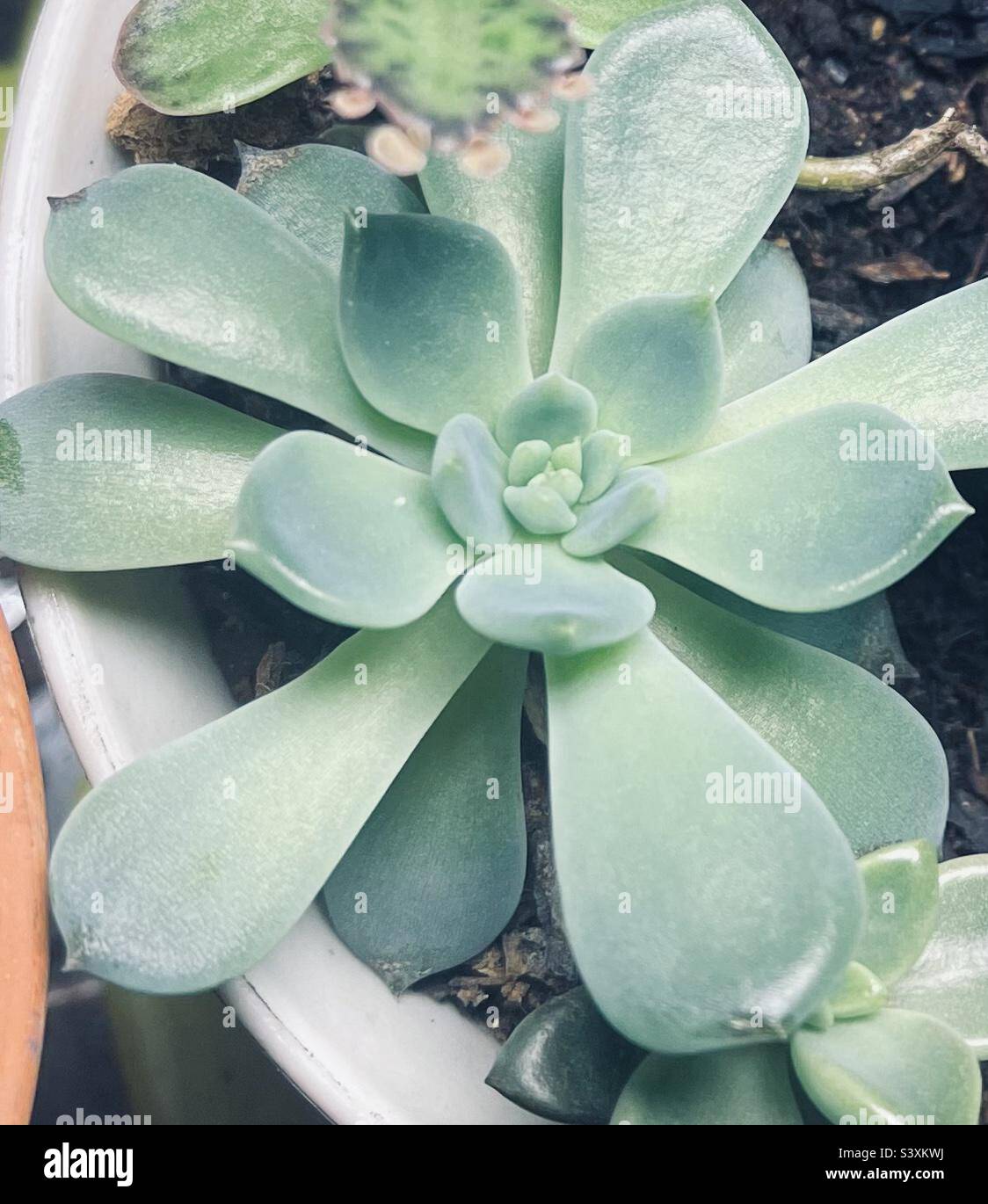 Rosette of echeveria hi-res stock photography and images - Alamy