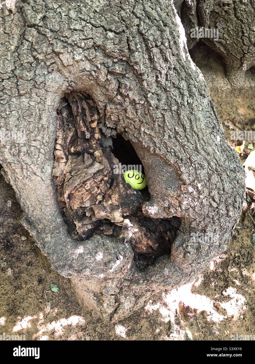 Tree in crevice hi-res stock photography and images - Alamy