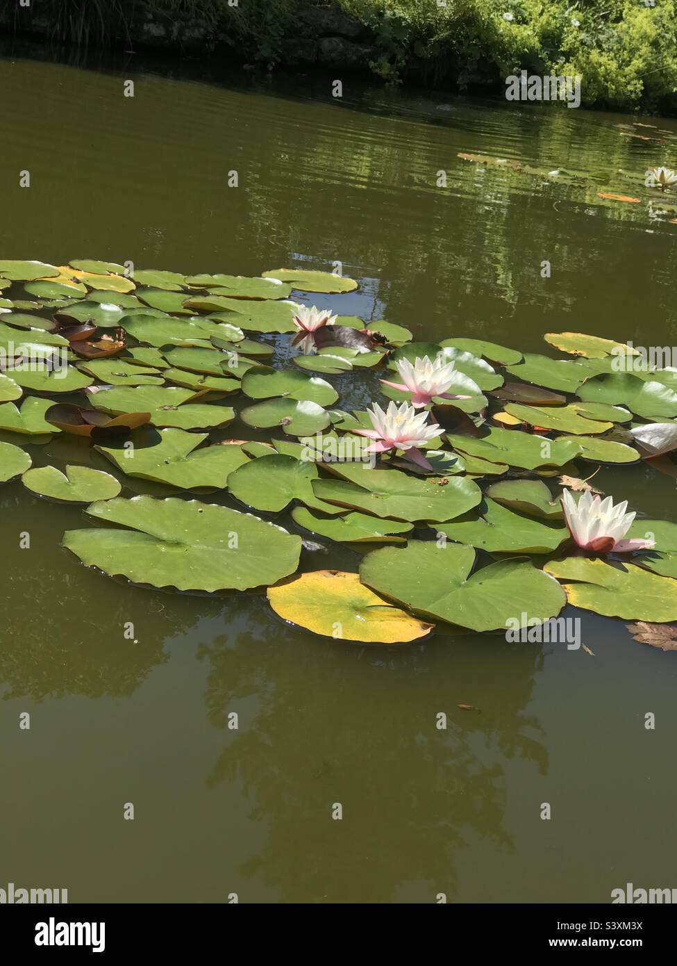 Pink water lillies clump hi-res stock photography and images - Alamy