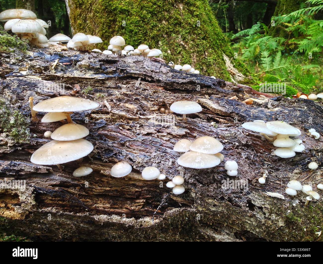 Porcelain fungus (Oudemansiella mucida) growing on a rotten tree in a ...