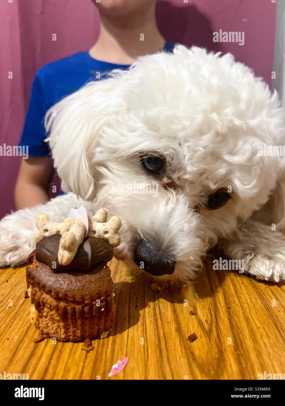 A cavapoo dog enjoying a cake to celebrate his first birthday Stock ...