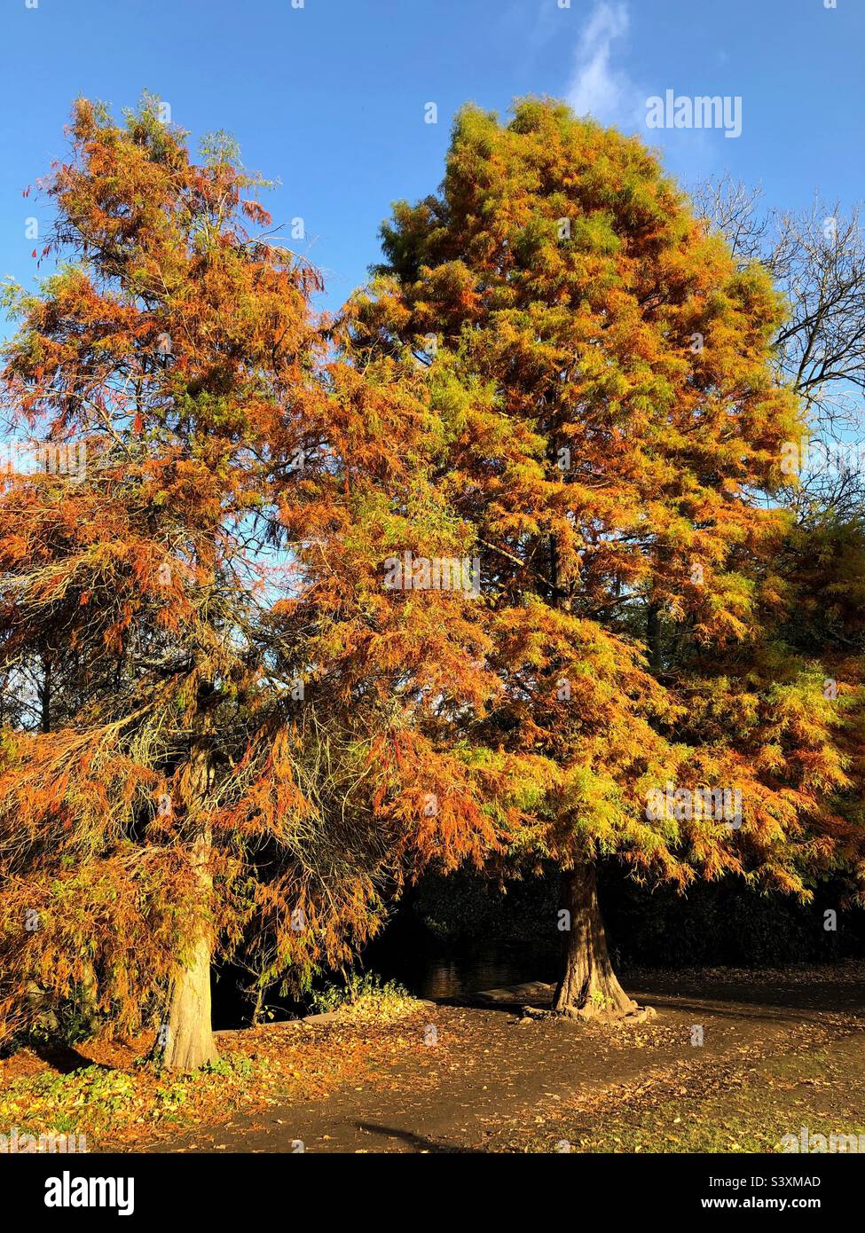 Autumn leaves in an ancient woodland in Nottingham, England Stock Photo ...
