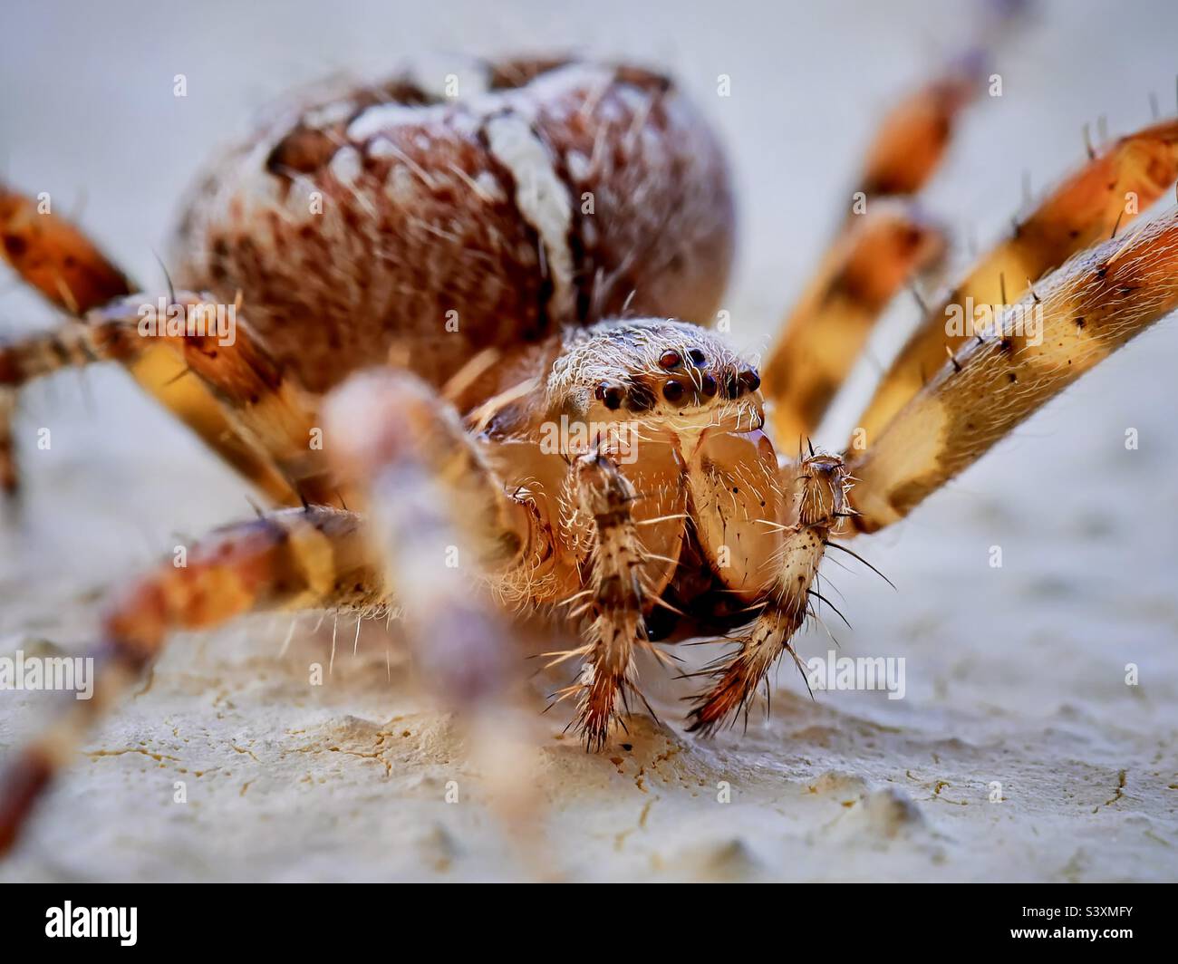 Macro eyes hi-res stock photography and images - Alamy