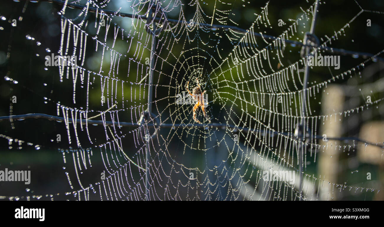 Spider with spiderweb hi-res stock photography and images - Alamy