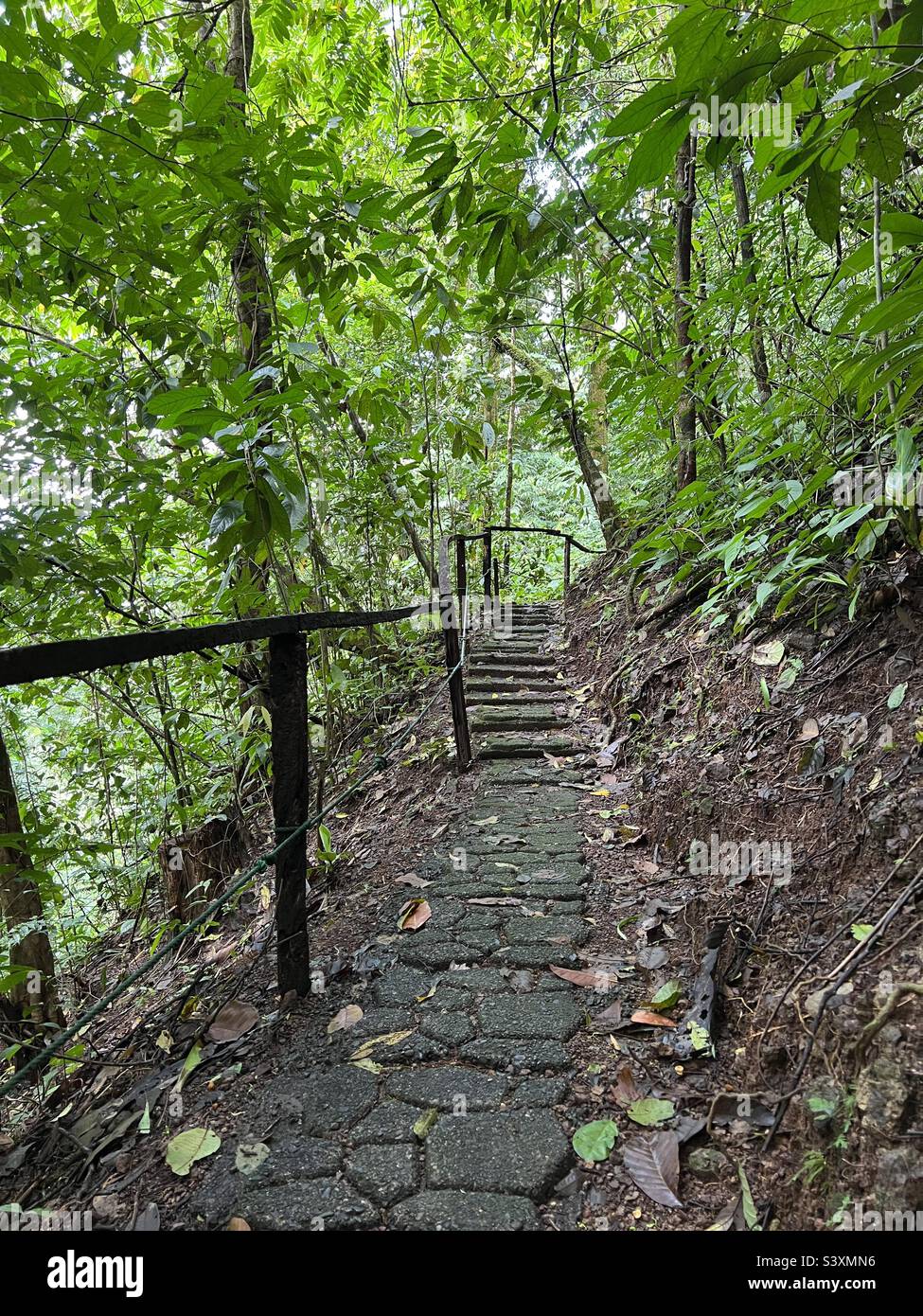 Hiking path at Manuel Antonio National Park Costa Rica Stock Photo - Alamy