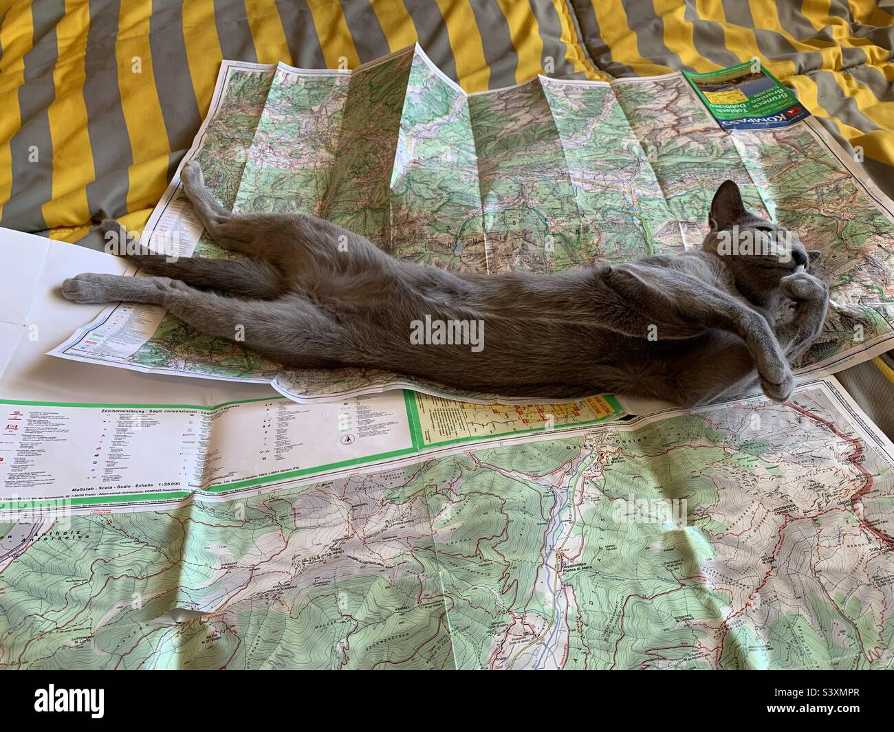 Russian Blue cat laying on maps Stock Photo - Alamy