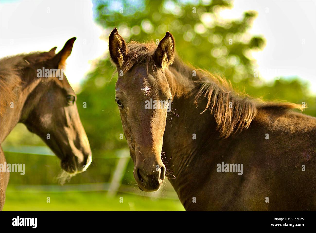 Horses pferde hi-res stock photography and images - Alamy