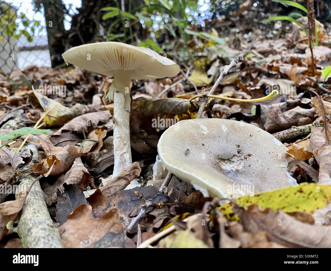 Death cap mushroom hi-res stock photography and images - Alamy