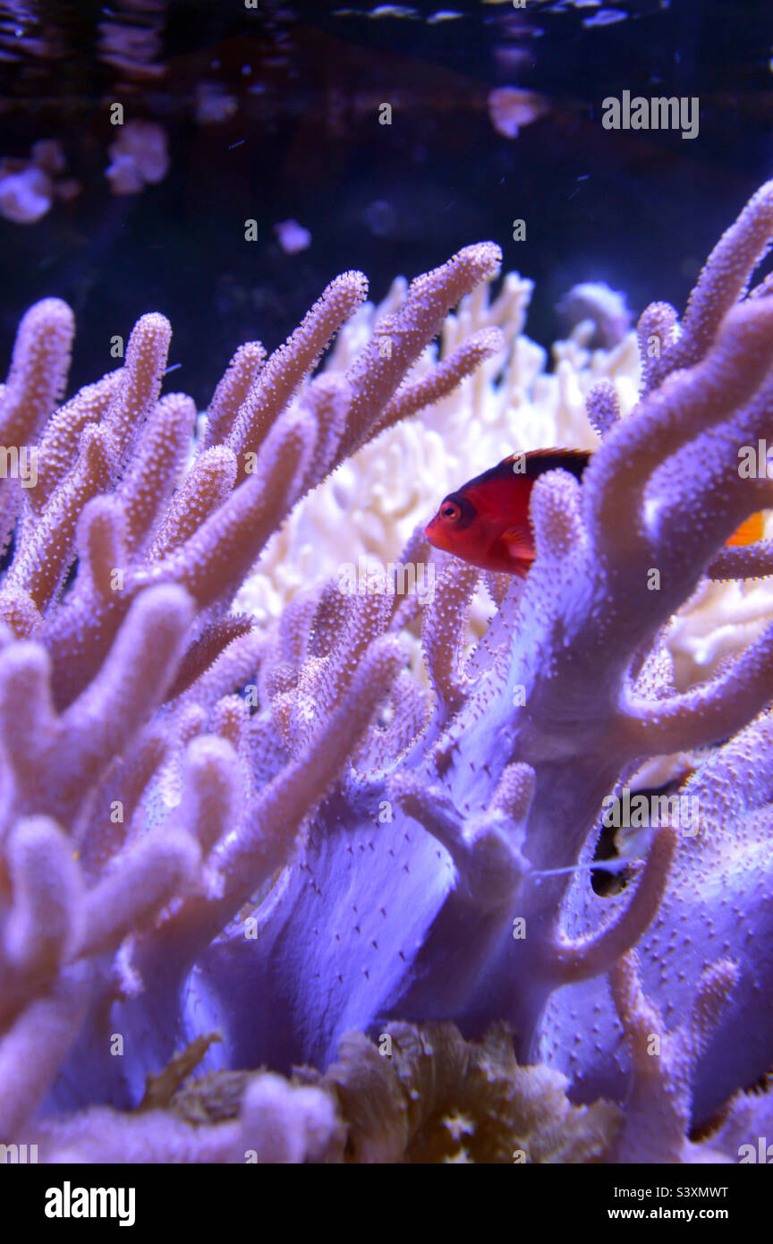 Fish swimming by coral hi-res stock photography and images - Alamy