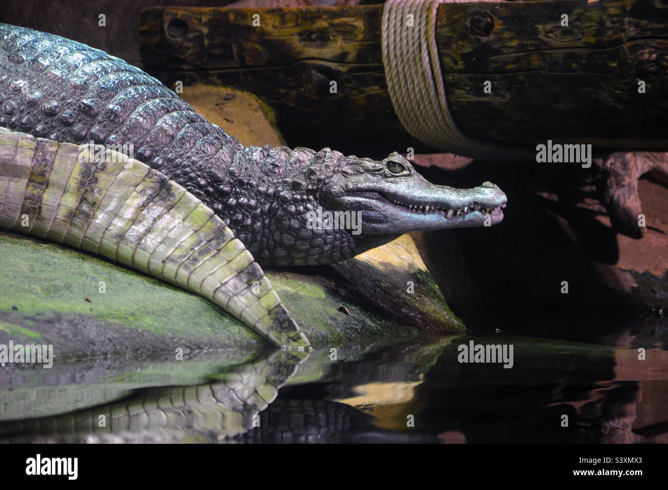 Caiman species hi-res stock photography and images - Alamy